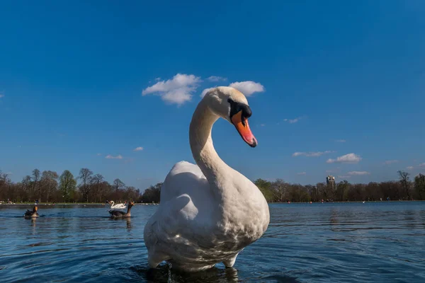Beautiful white goose swimming in a pool or lake. — Stock Photo © antur ...