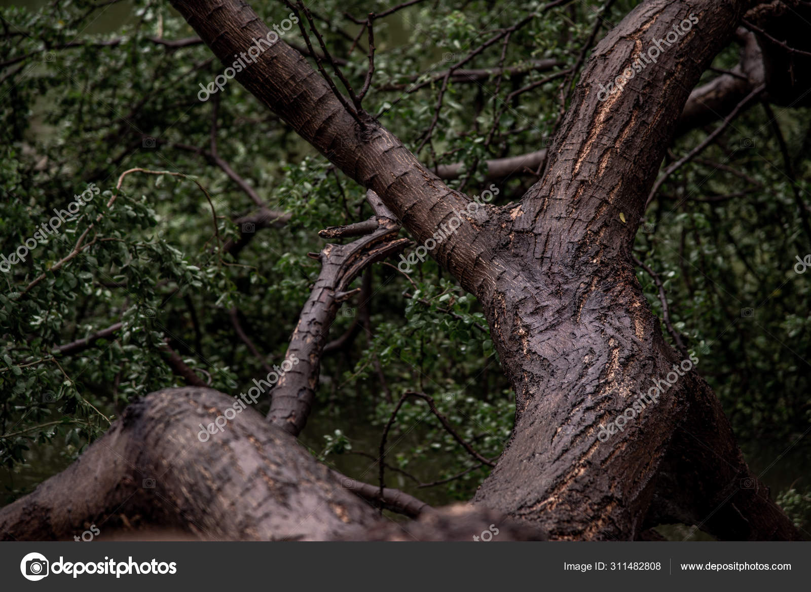 Old trees, creating beautiful patterns after the rainy day. Stock Photo ...