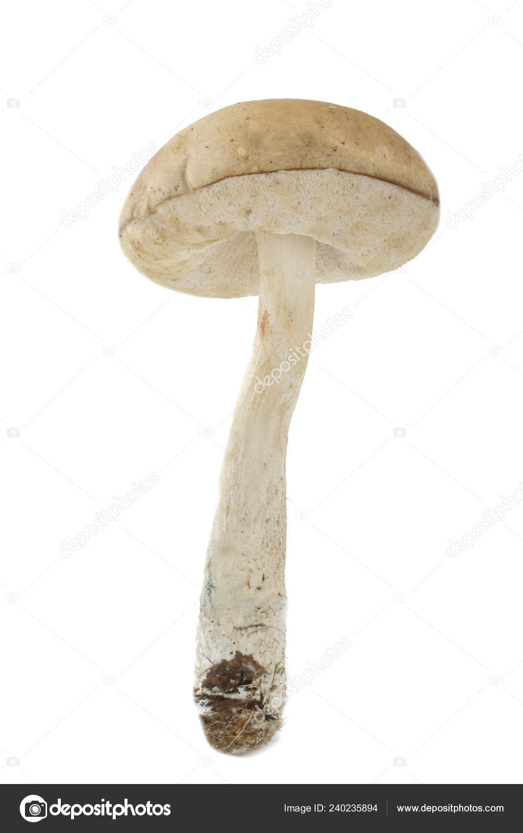Single Mushroom Isolated White Background Stock Photo by ©lewal2005 ...