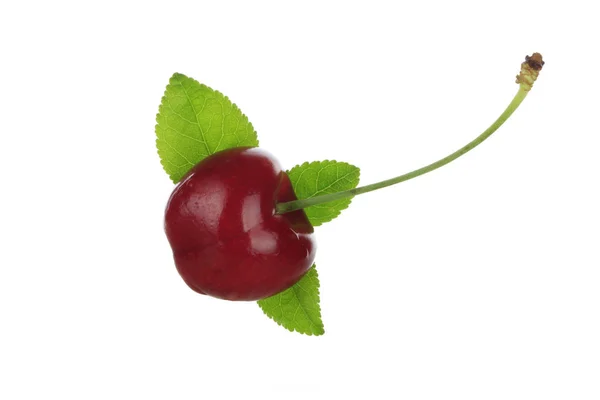 Indian cherry Stock Photos, Royalty Free Indian cherry Images ...