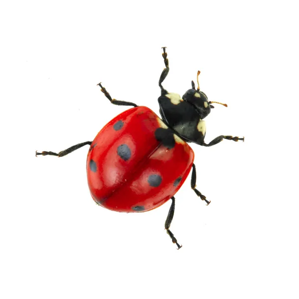 Ladybug white background Stock Photos, Royalty Free Ladybug white ...