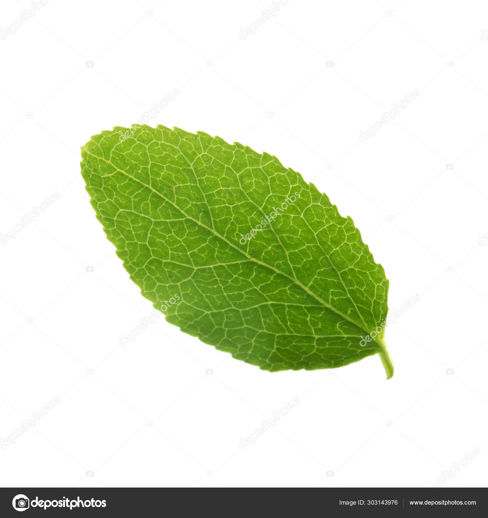 Bilberry Green Leaf Isolated White Background Close — Stock Photo ...