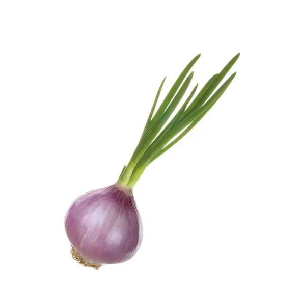 Oignons et feuilles vertes Stock Photos, Royalty Free Oignons et ...