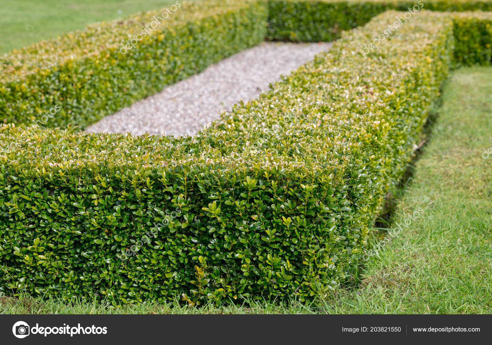 Square Hedge