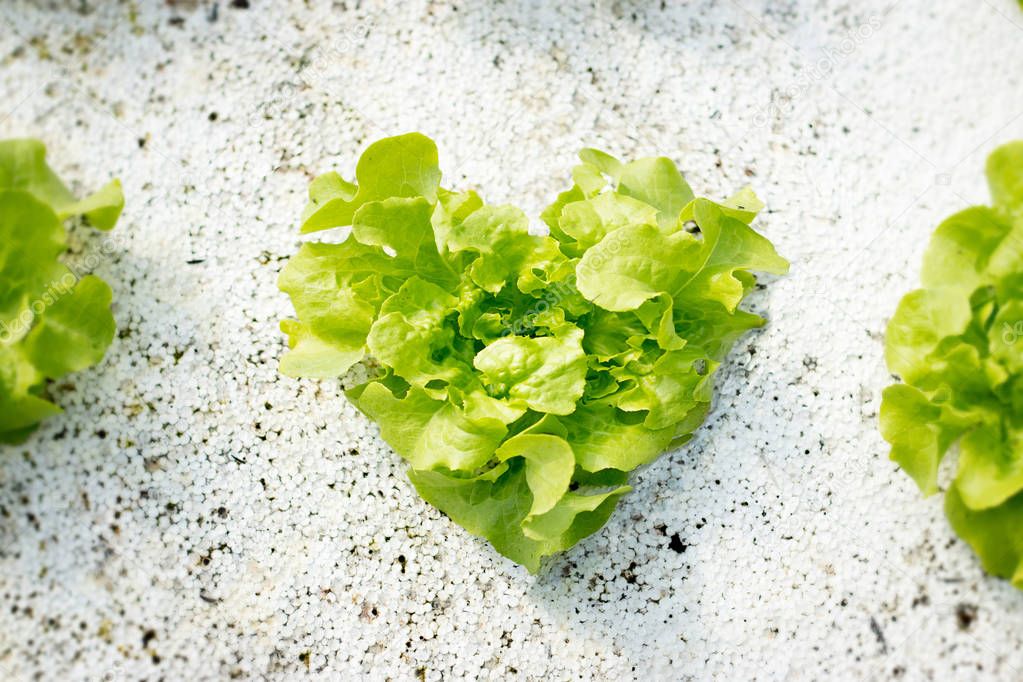 Hidropónica de verduras. Método hidropónico de cultivo de plantas ...