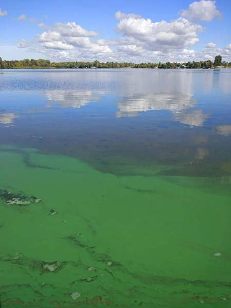 Algae blooms Stock Photos, Royalty Free Algae blooms Images | Depositphotos