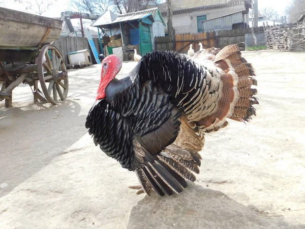 Estaleiro de aves Stock Photos, Royalty Free Estaleiro de aves Images ...