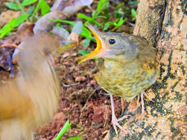 Insecto comer pájaro fotos de stock, imágenes de Insecto comer pájaro ...