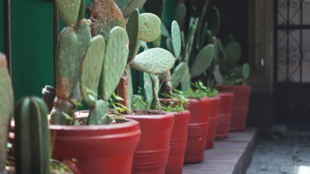 725 Röda krukor Videos, Royalty-free Stock Röda krukor Footage ...