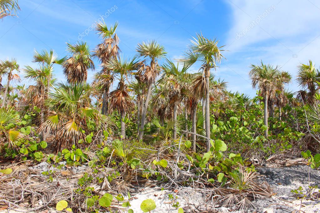 Vegetación en una isla del Caribe, Sandy Cay, Exumas, Bahamas 2022