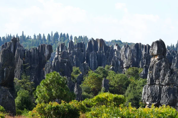 Stone forest Stock Photos, Royalty Free Stone forest Images | Depositphotos