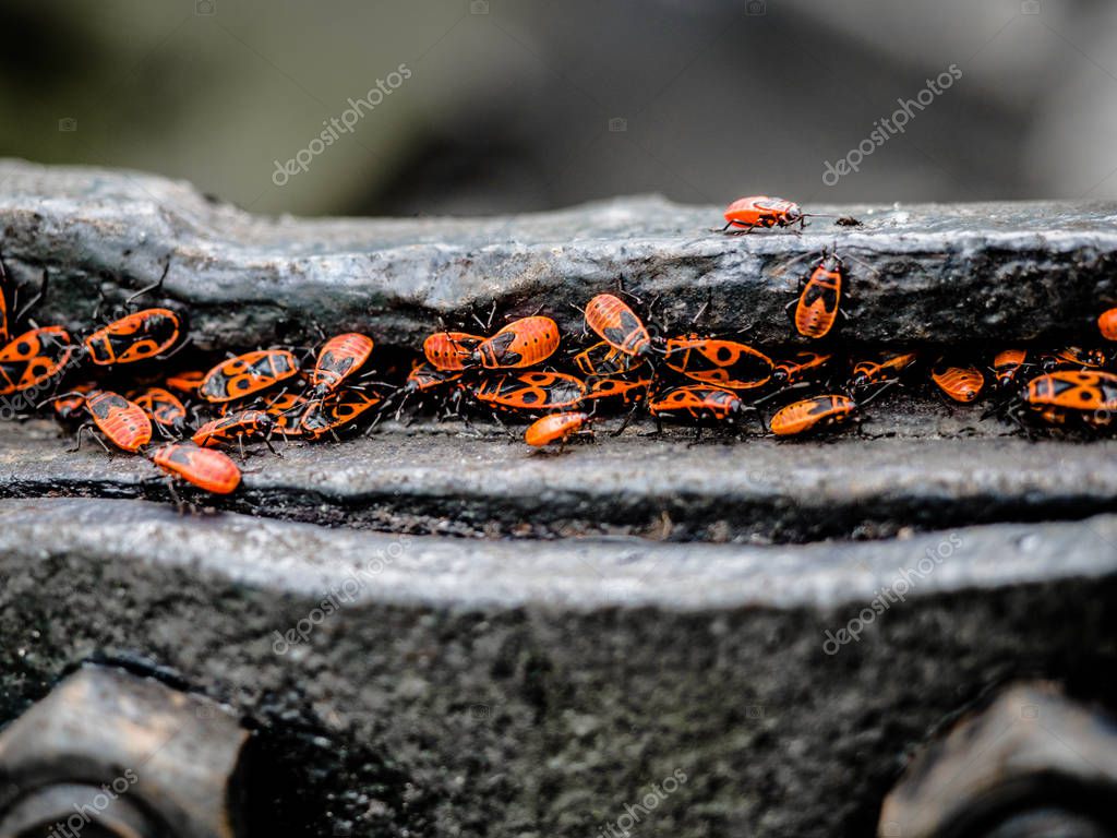 Una acumulación de bichos de fuego (Pyrrhocoris apterus) en la madera ...