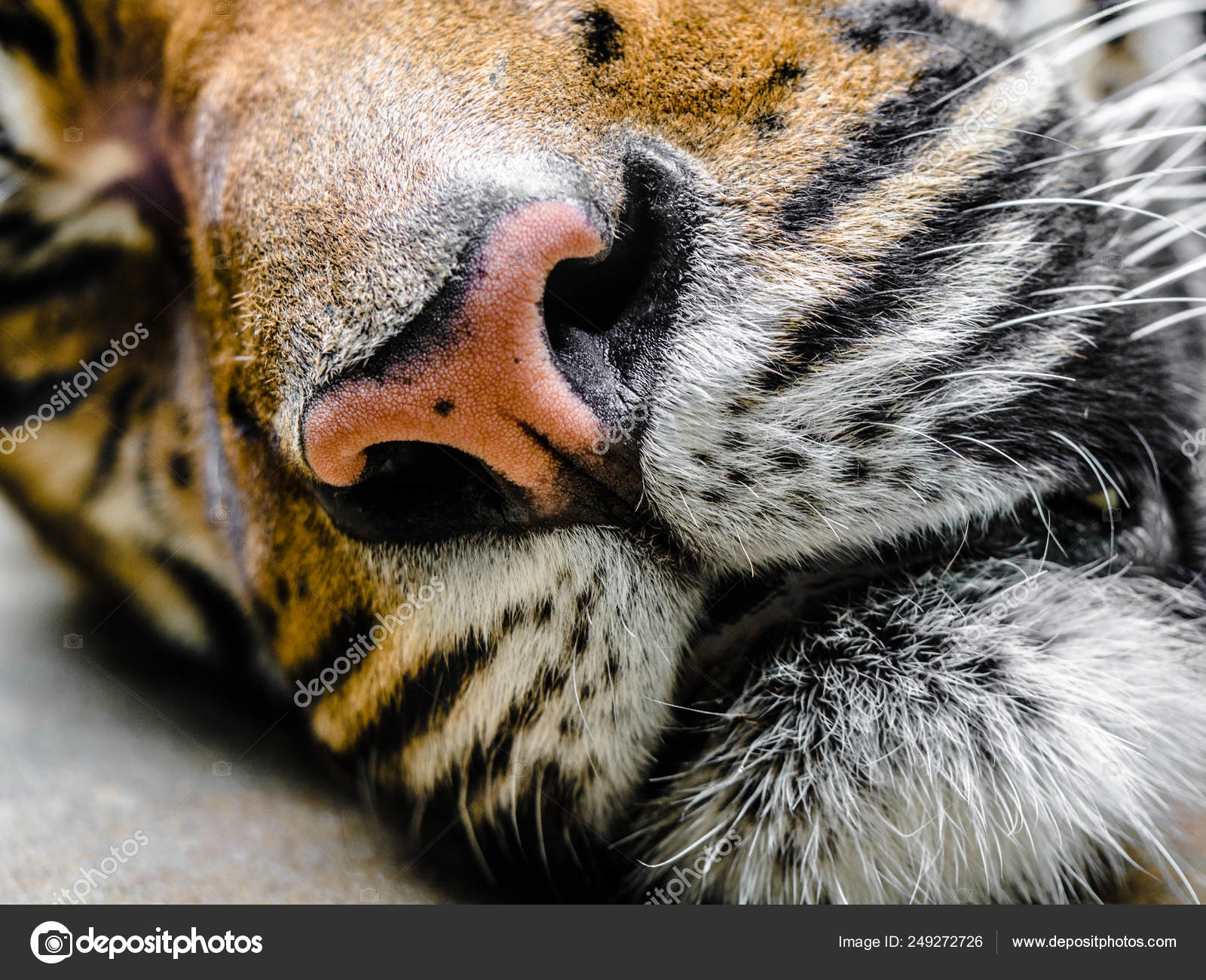 Beast tiger wild nature sleeping close up, Close up of a Siberian Tiger ...