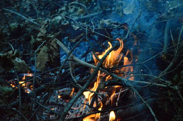 Zoom on a small wood fire in the night - Stock Image - Everypixel