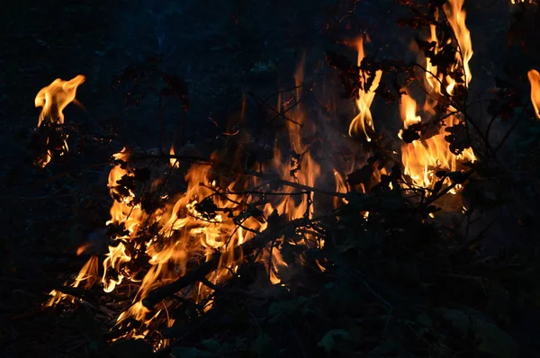 Zoom on a small wood fire in the night - Stock Image - Everypixel