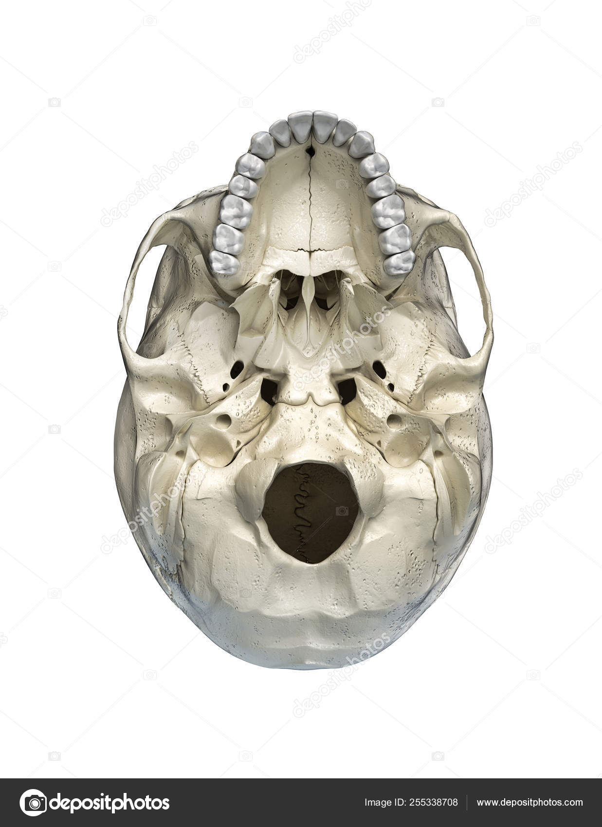 What Does The Bottom Of A Skull Look Like - Infoupdate.org