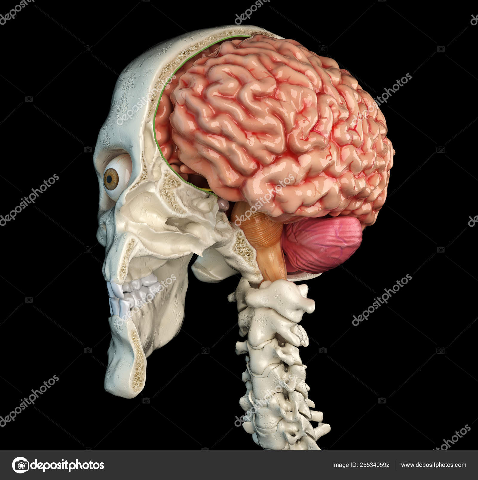 Human skull cross section with brain. — Stock Photo © Pixelchaos #255340592