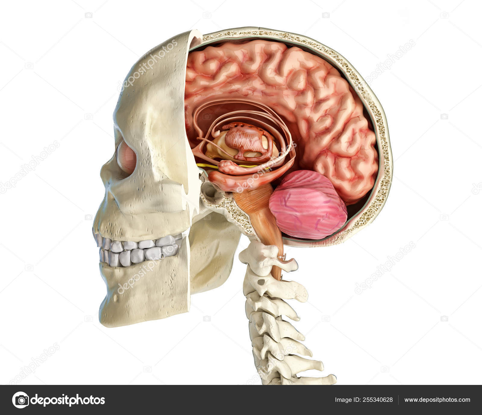 Human skull mid sagittal cross-section. Stock Photo by ©Pixelchaos ...