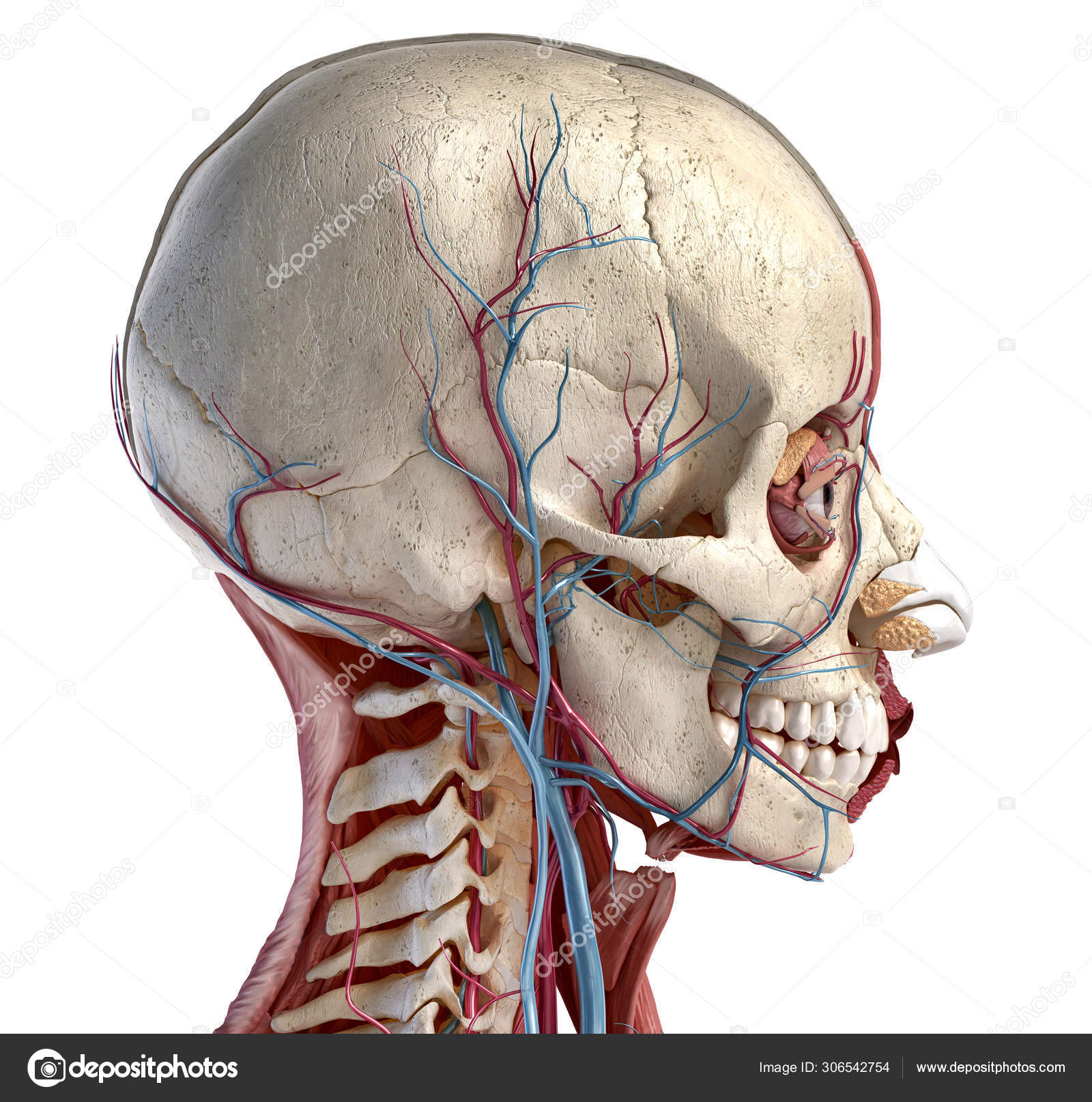 Capillaries Human Diagram