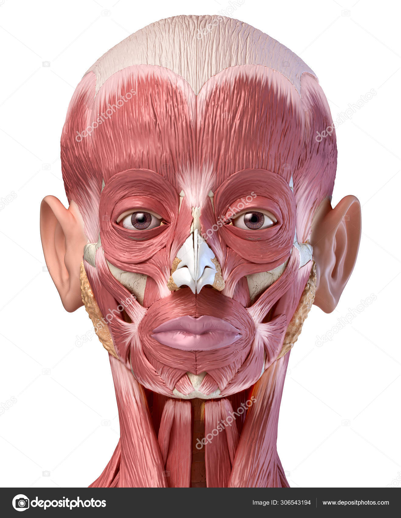Human head muscles, eyes and nose cartilages. Stock Illustration by ...