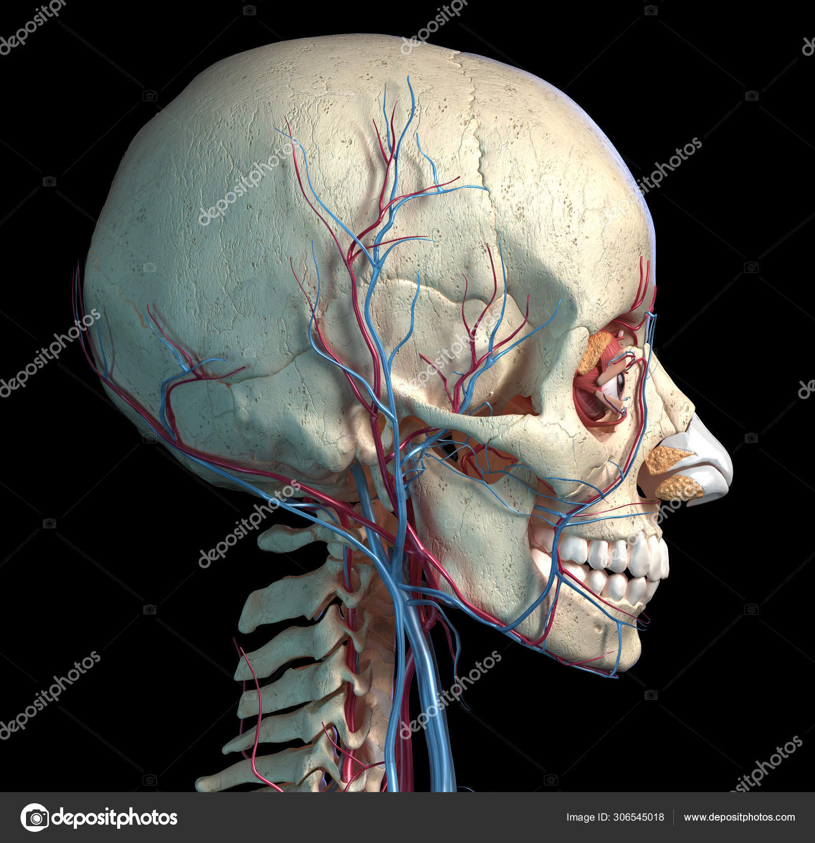 Skull Anatomy Side View