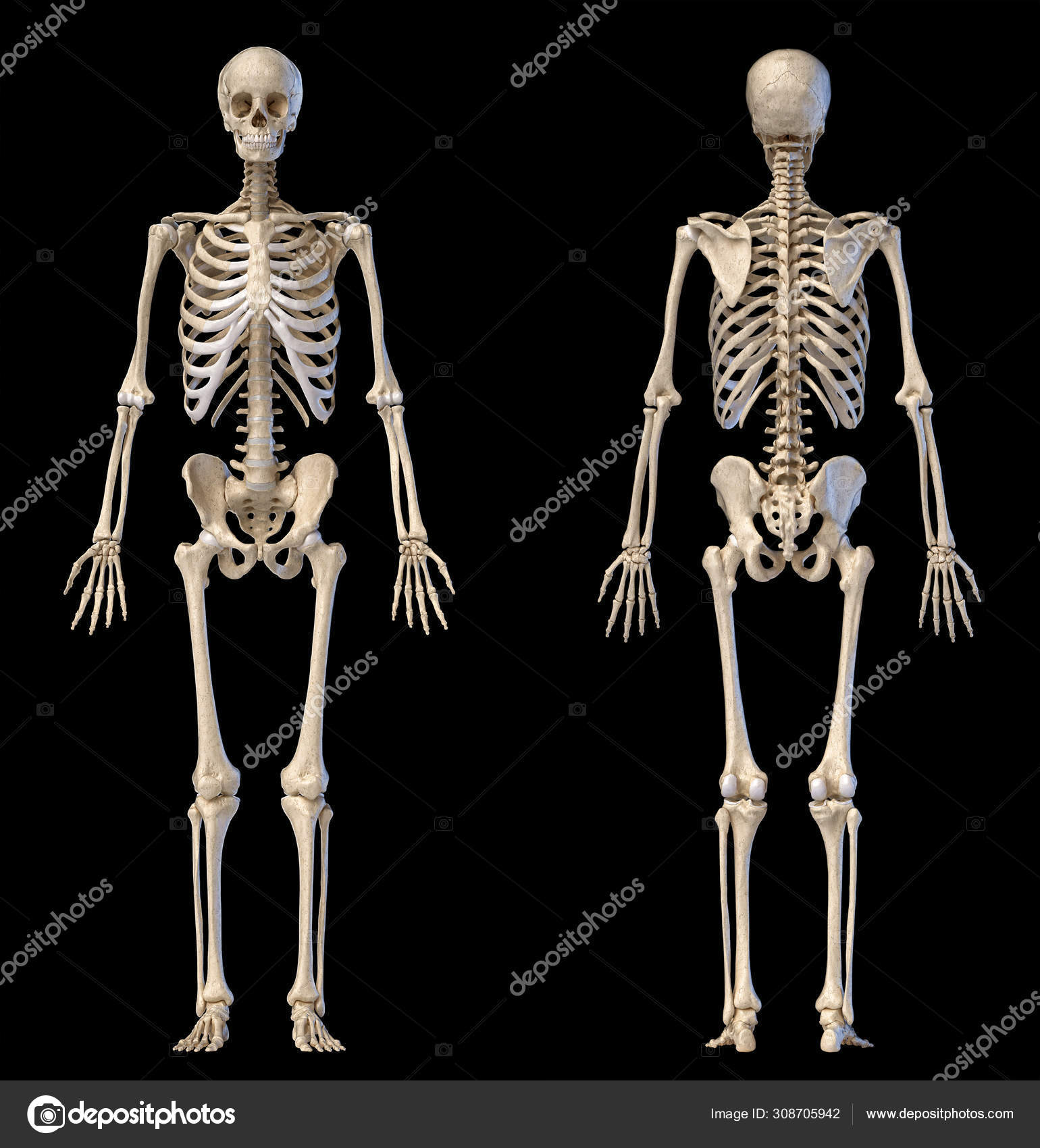 Human Anatomy Back Skeleton