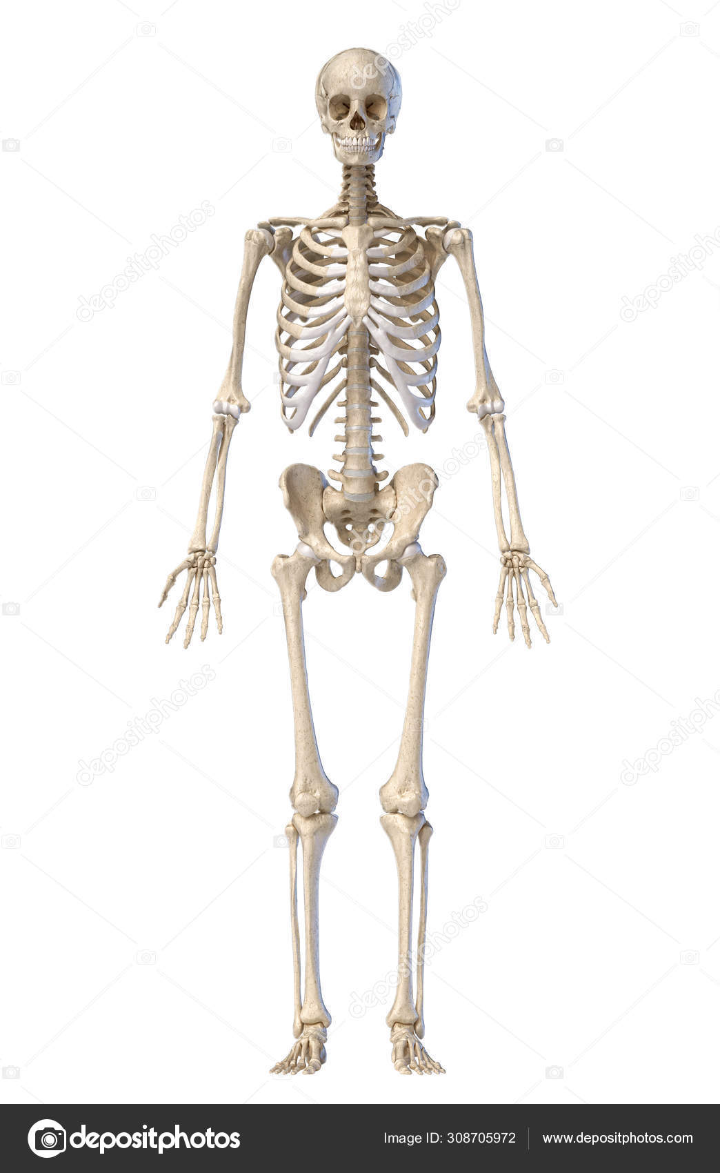 Human skeleton, full figure standing, front view. Stock Photo by ...