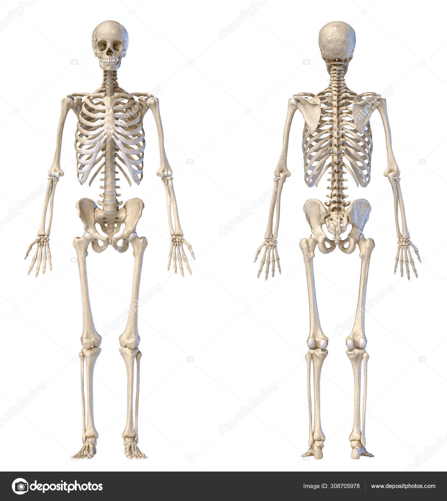 Human male skeleton full figure. Front and back views. — Stock Photo ...