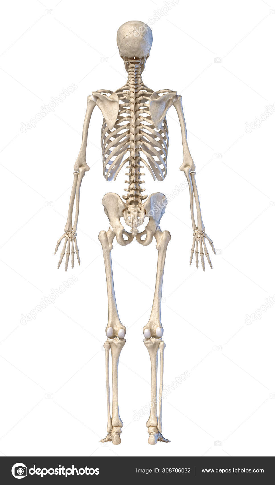 Human skeleton, full figure standing, rear view. — Stock Photo ...
