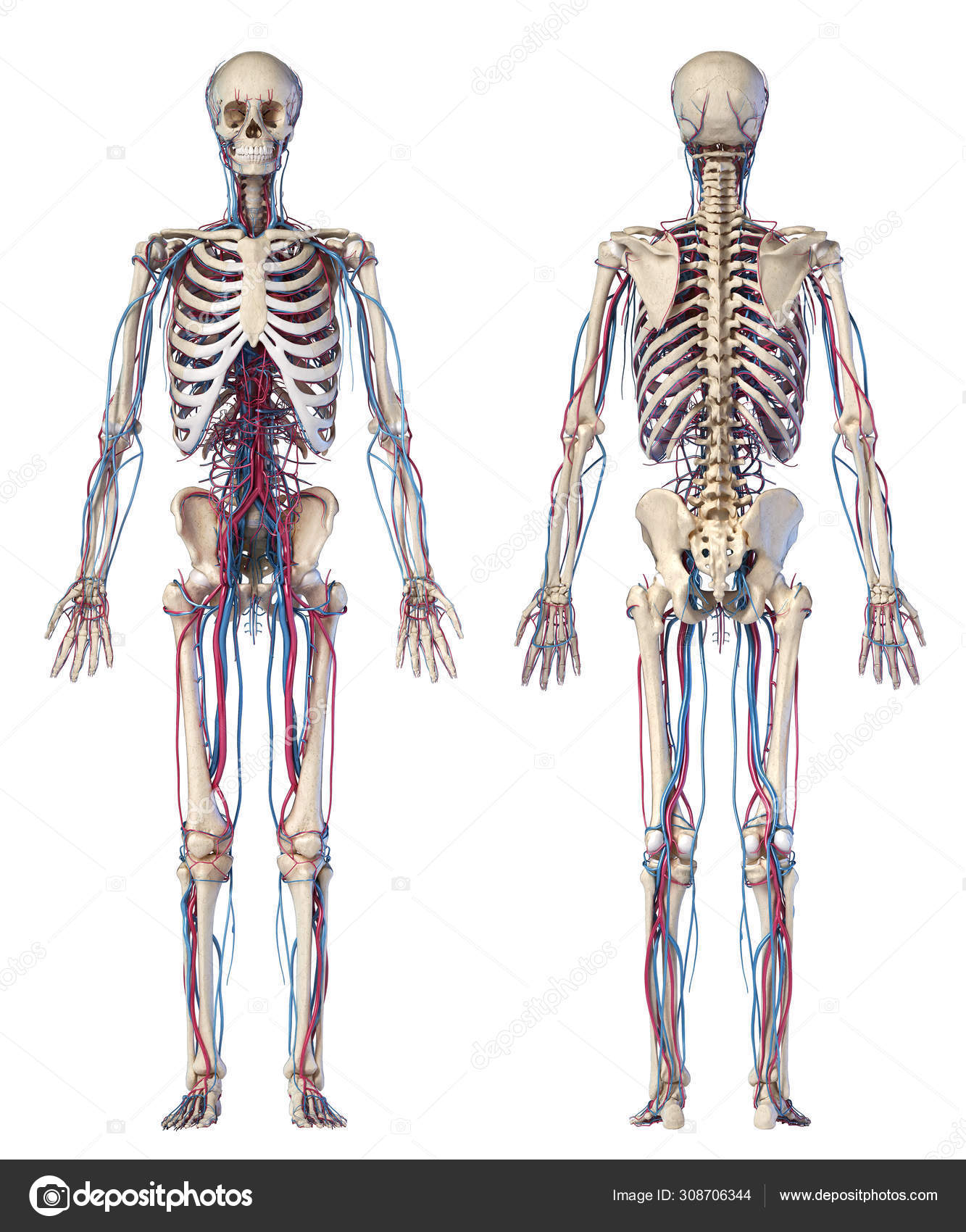 Ihmiskehon anatomia. Luuranko laskimot ja valtimot. Etu- ja takanäkymä ...