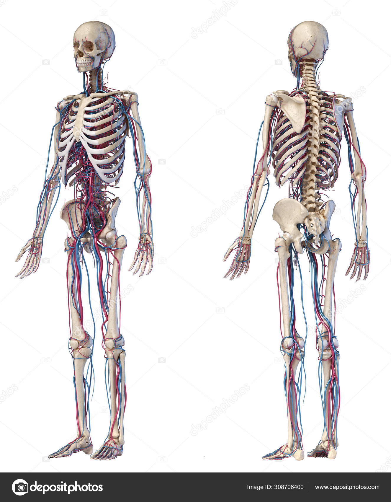 Menneskekroppens Systemer