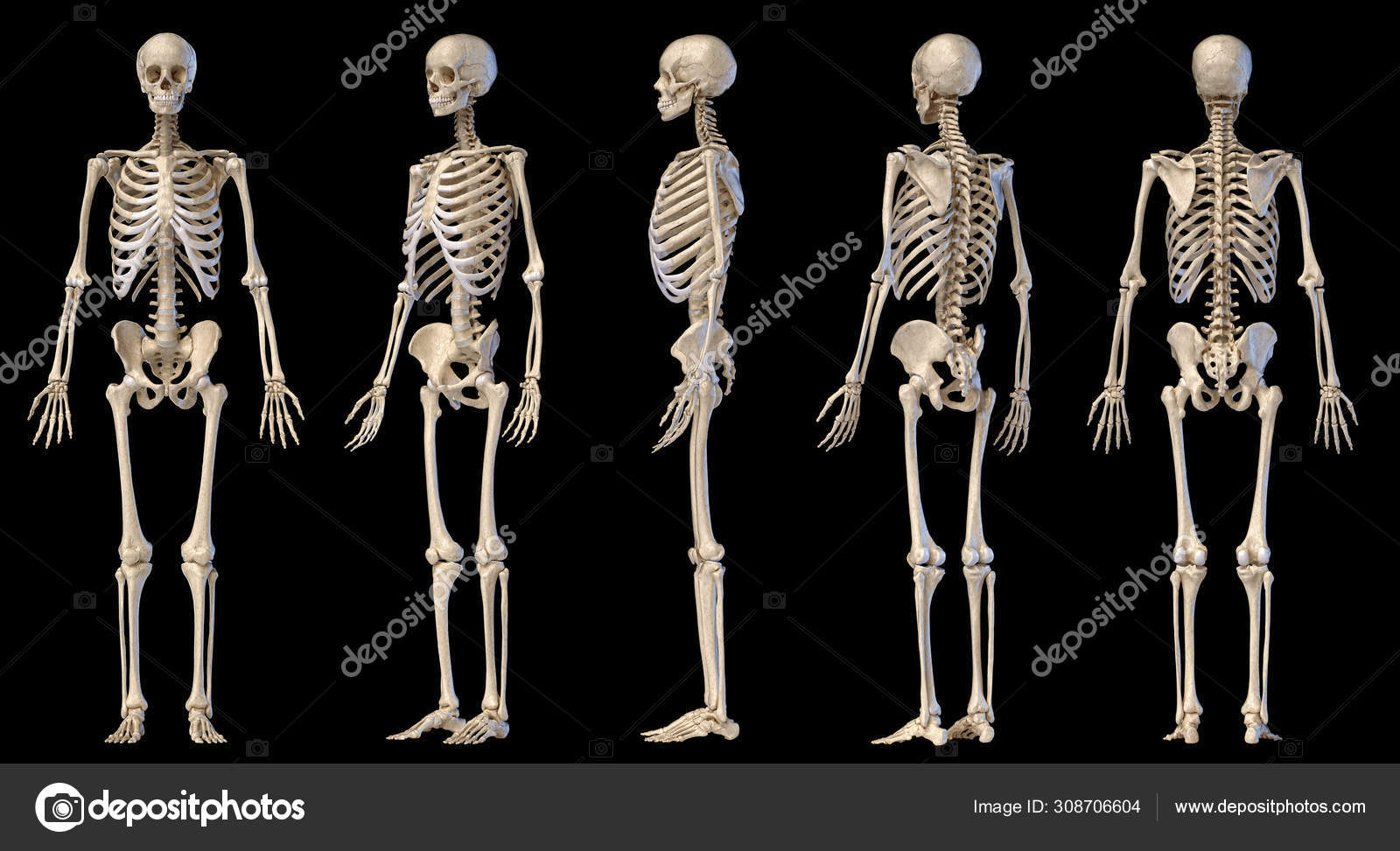 Human male skeleton full figure. Five views. — Stock Photo © Pixelchaos ...