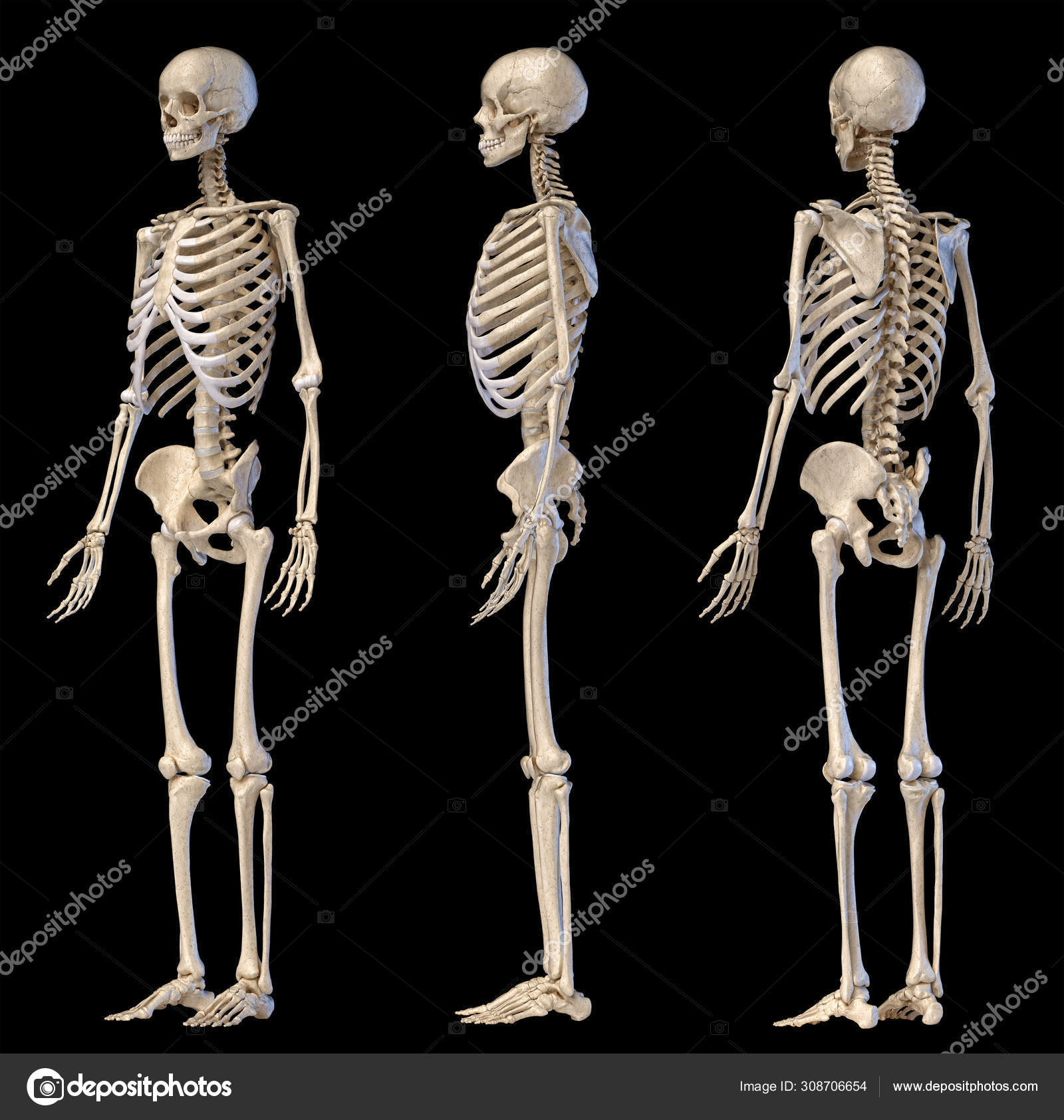Human male skeleton full figure. Three views. Stock Photo by ...