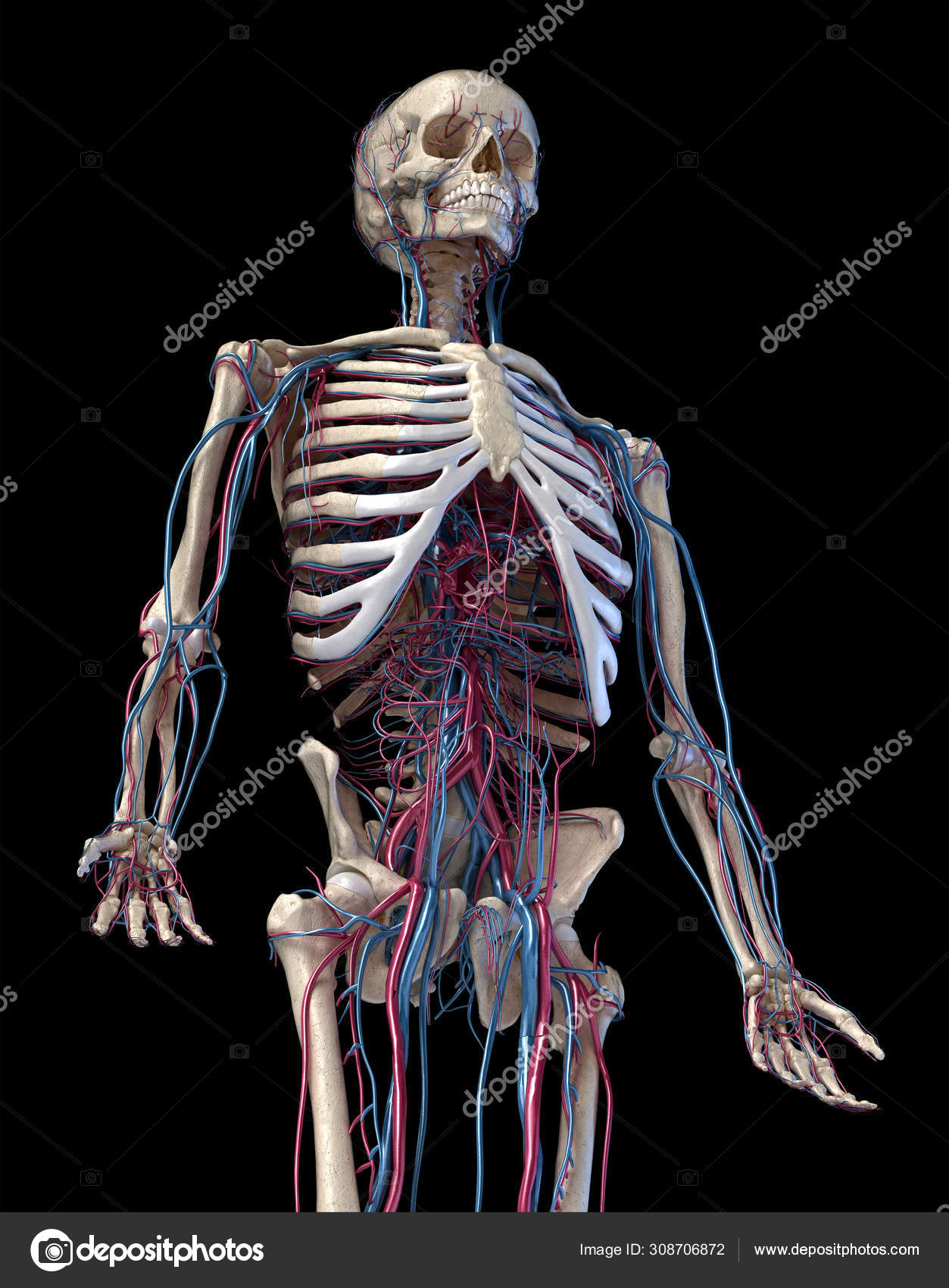 Human skeleton with veins and arteries. 3/4 upper part, Front side ...