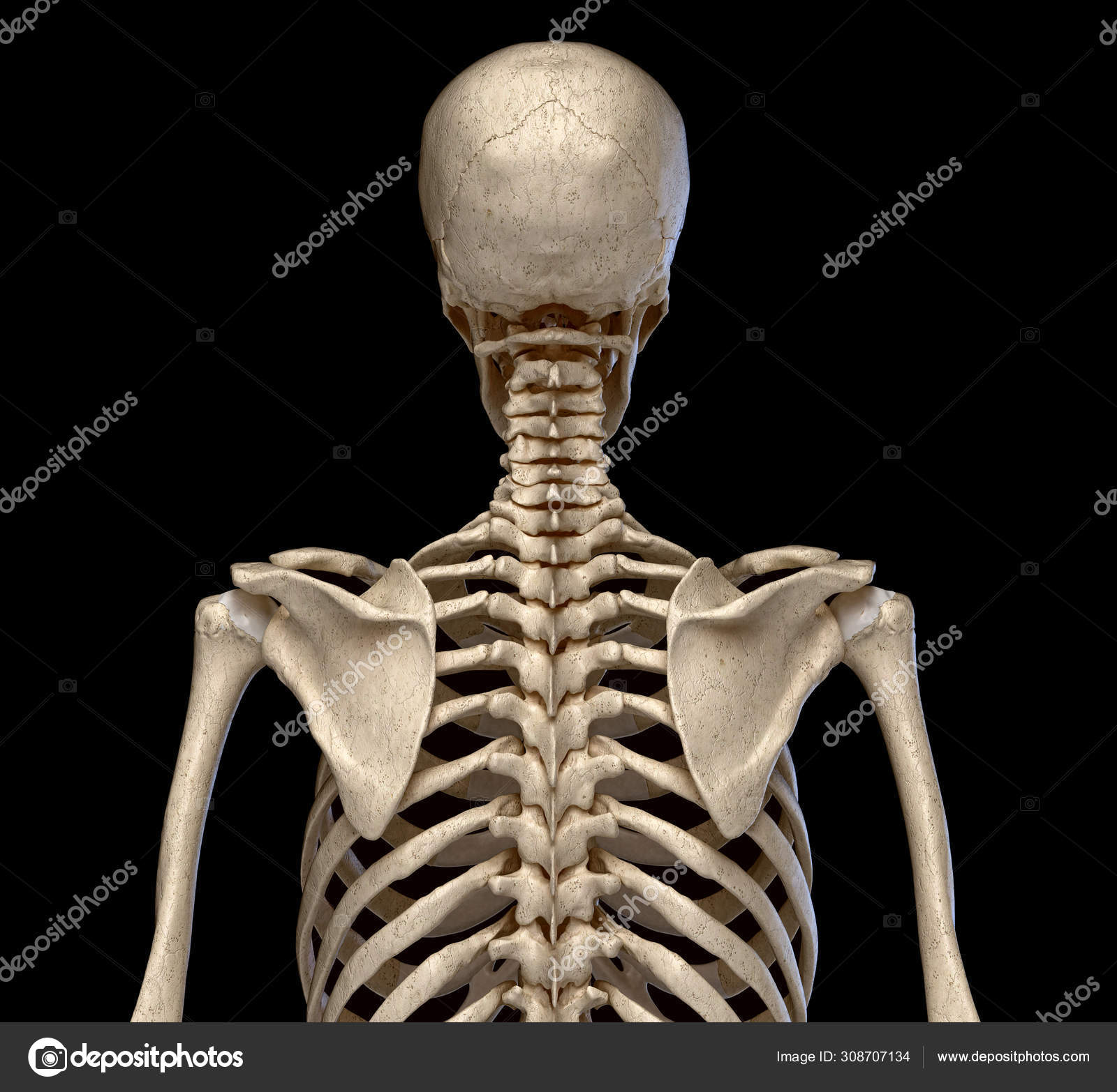 Human Skeletal System Back