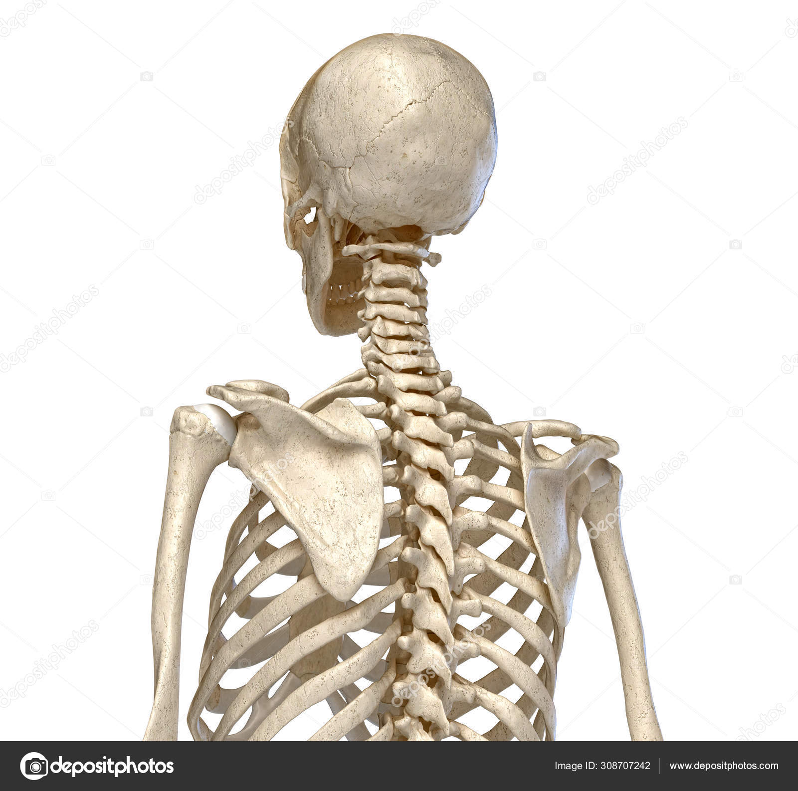Human Anatomy, skeletal system of the Torso. Rear perspective view ...