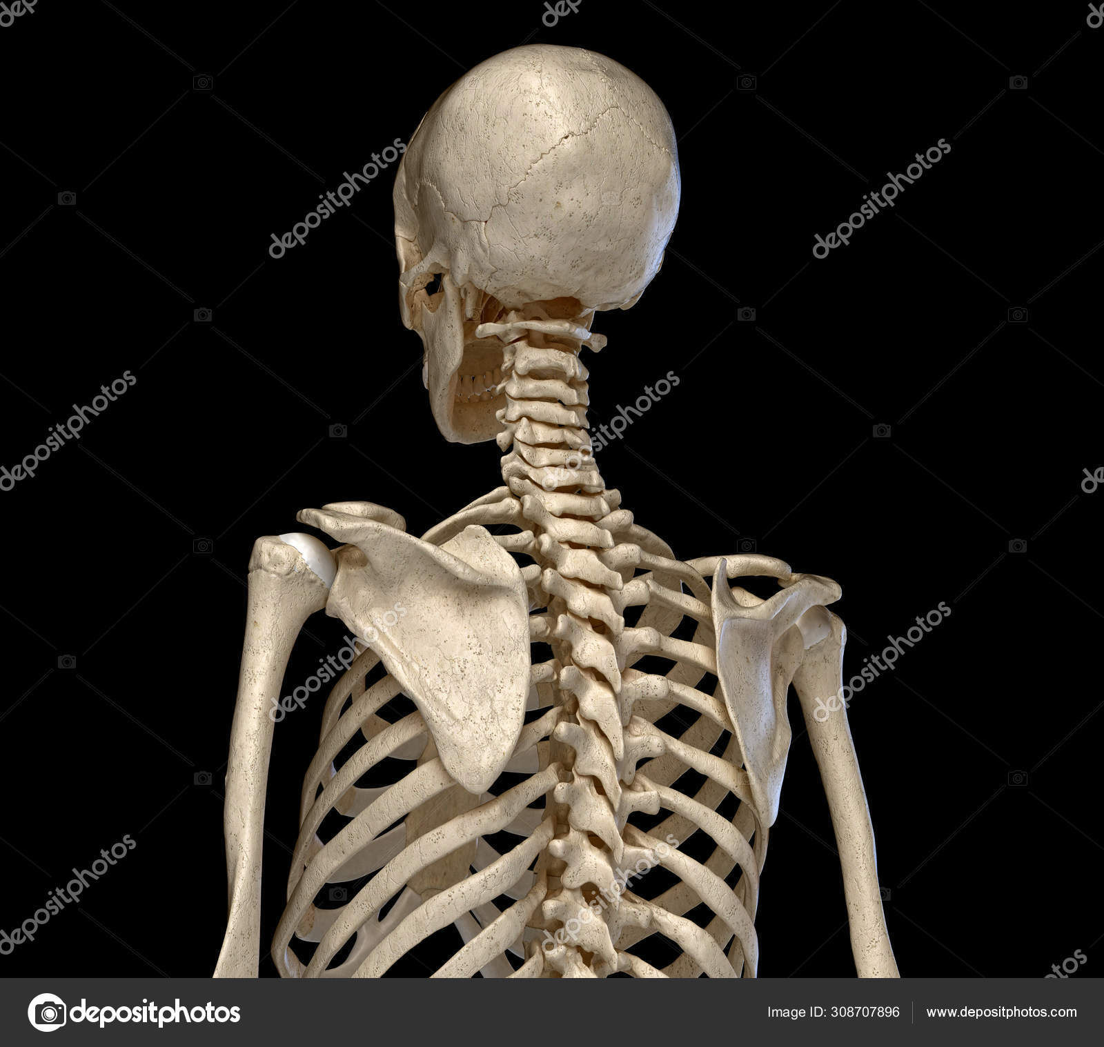 Human Anatomy, skeletal system of the Torso. Rear perspective view ...