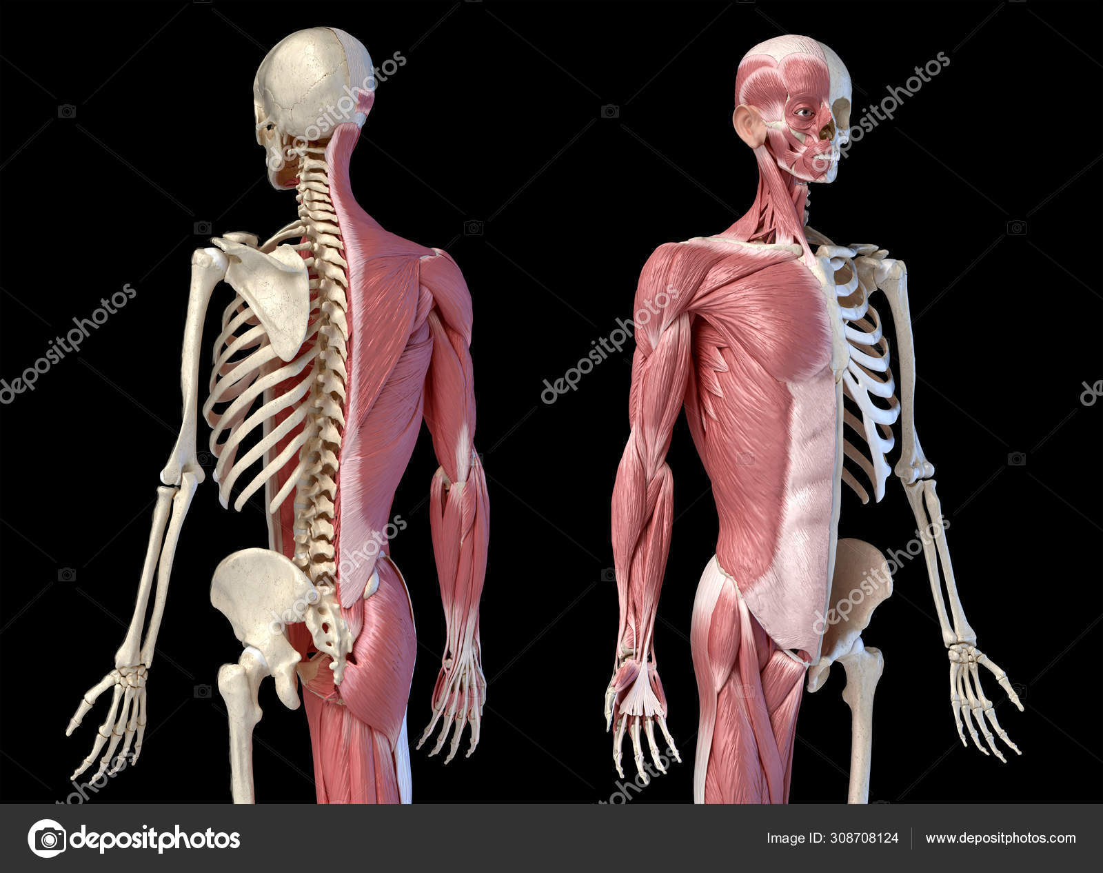 Male Human Skeleton Back