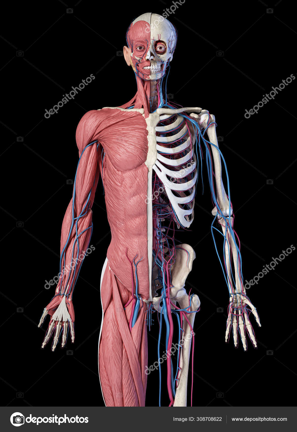 Squelette Humain Avec Muscles