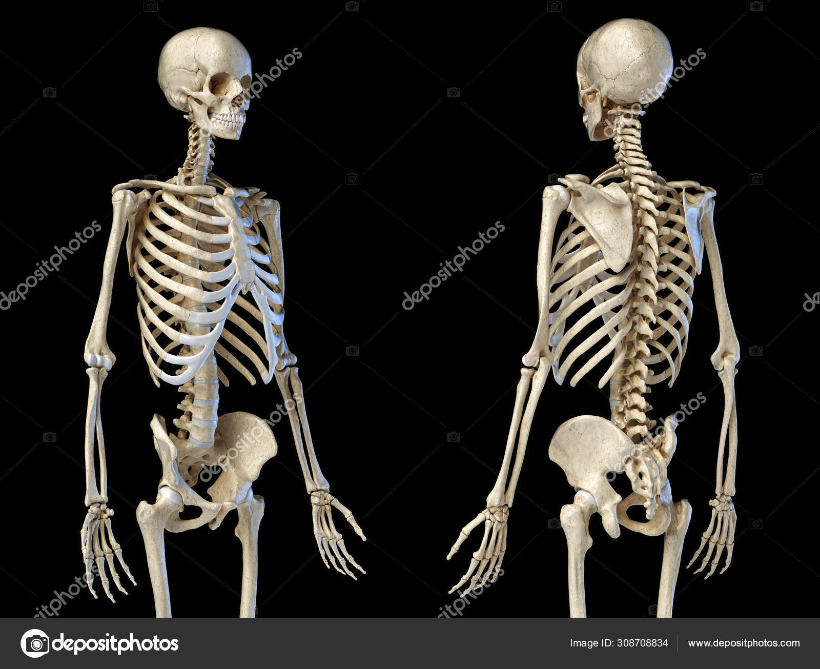 Humans Without Bones
