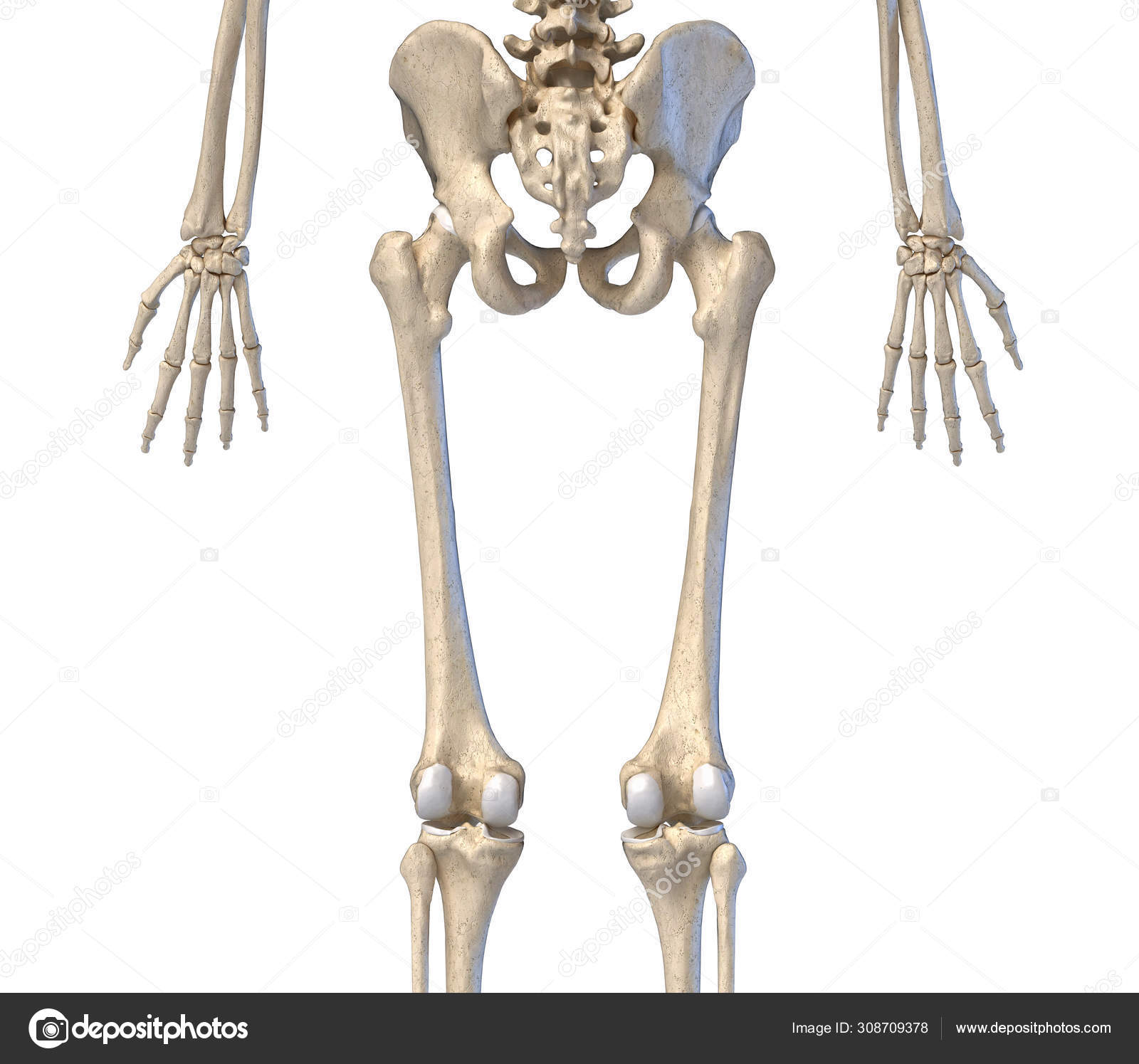 Human Anatomy, hip, limbs and hands skeleton. Rear view. — Stock Photo ...