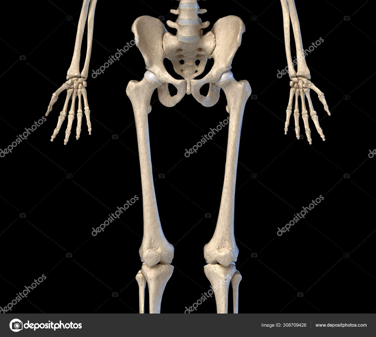 Human Anatomy, hip, limbs and hands skeleton. Rear view. — Stock Photo ...