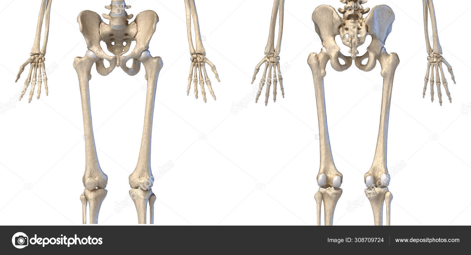 Human Anatomy, hip, limbs and hands skeleton. Front and back views ...