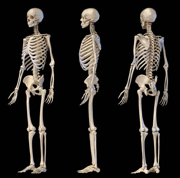 Human skeleton, full figure standing, rear view. Stock Photo by ...