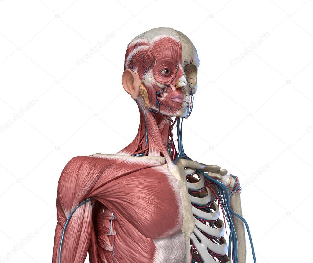 Esqueleto del torso humano con músculos, venas y arterias. vista ...