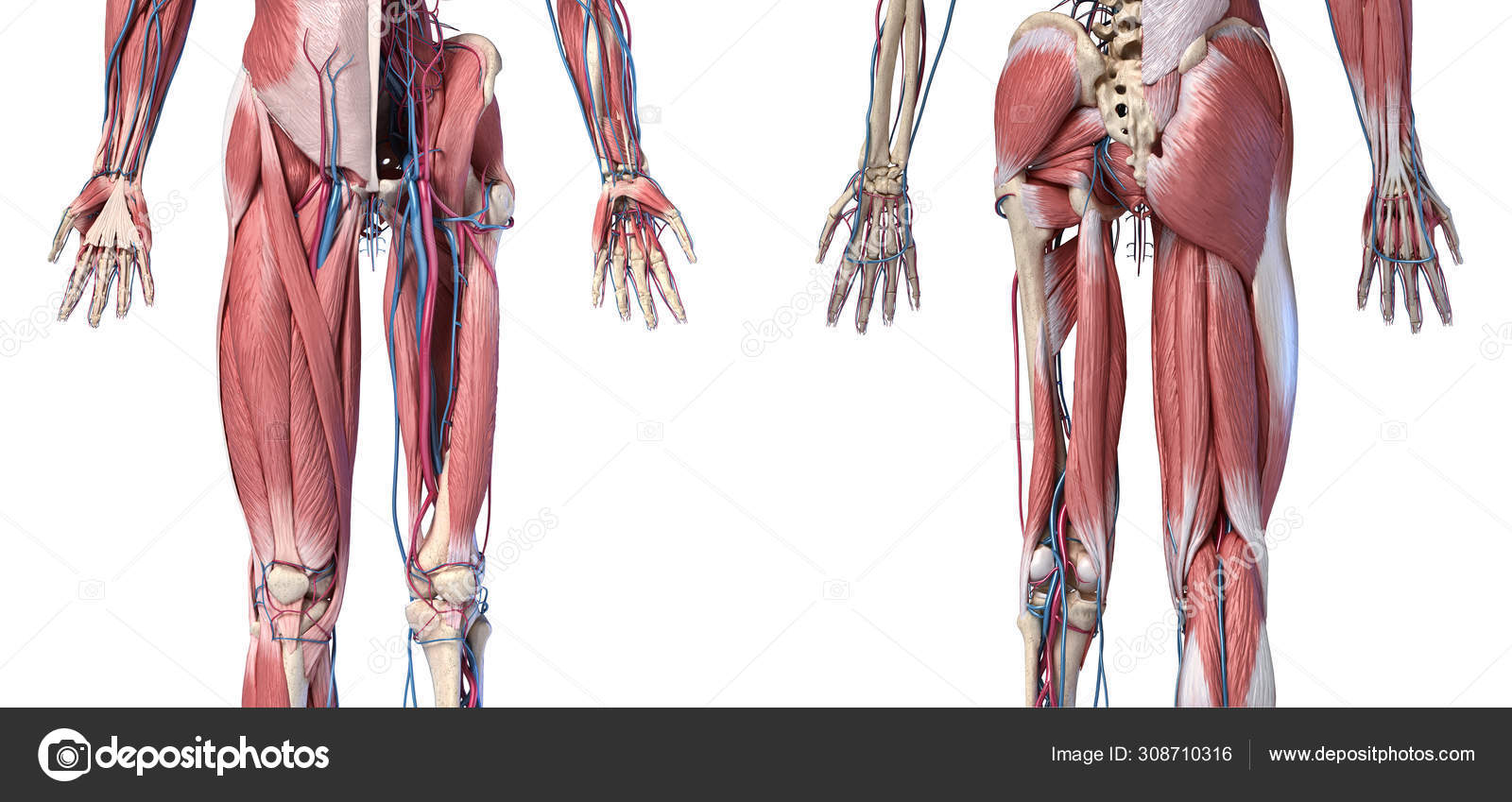 Human Anatomy, Limbs and hip skeletal, muscular and cardiovascular ...