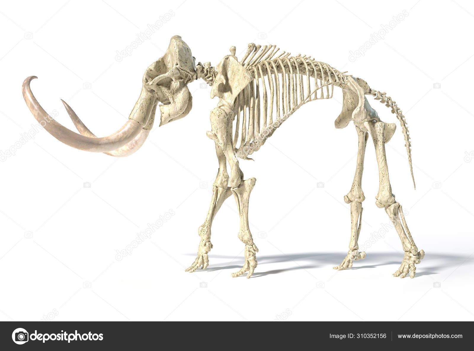 Woolly mammoth skeleton, realistic 3d illustration, side view. — Stock ...
