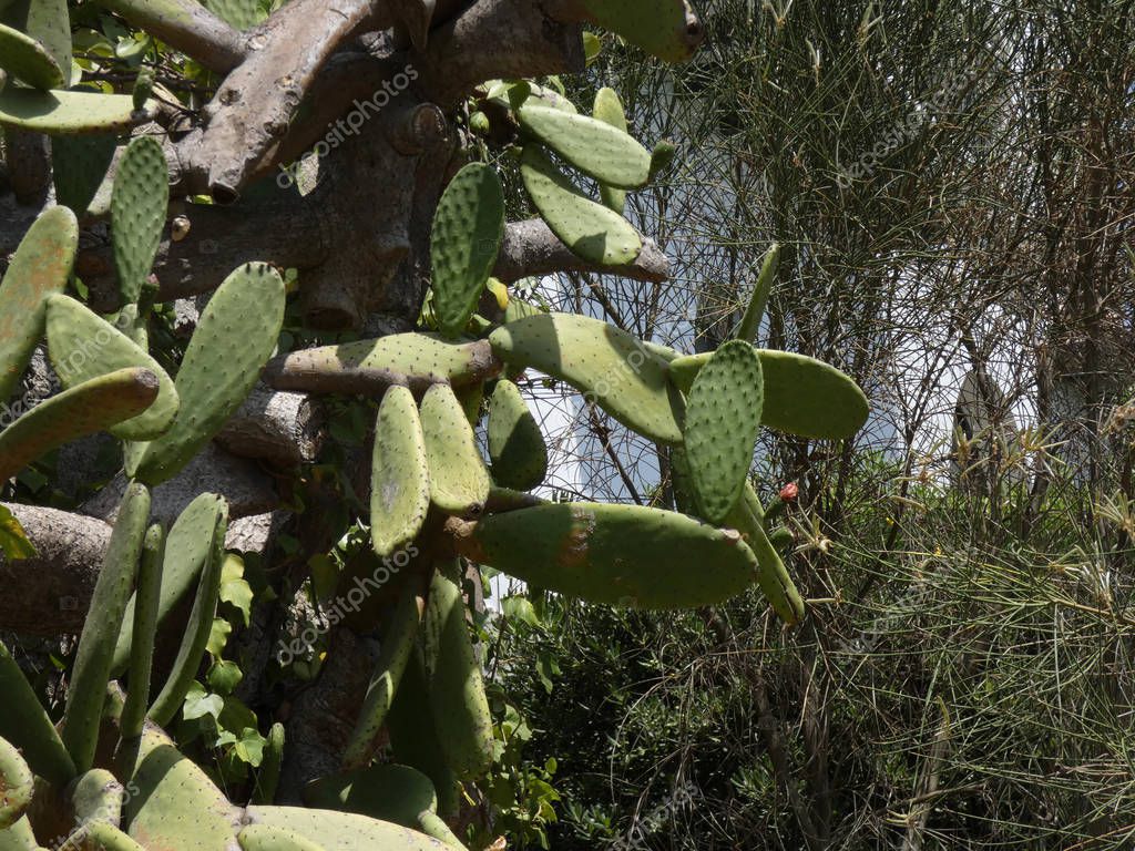 La Chumbera es la planta cuya flor deja el fruto lleno de espinas, la ...