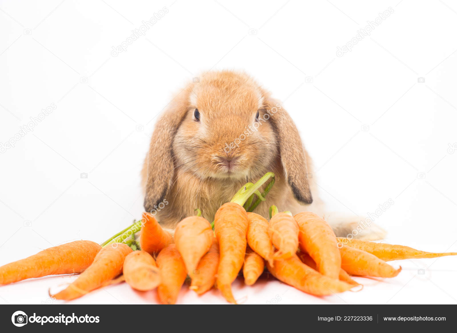 Young Rabbit White Background Isolated — Stock Photo © lynn.ku56@gmail ...