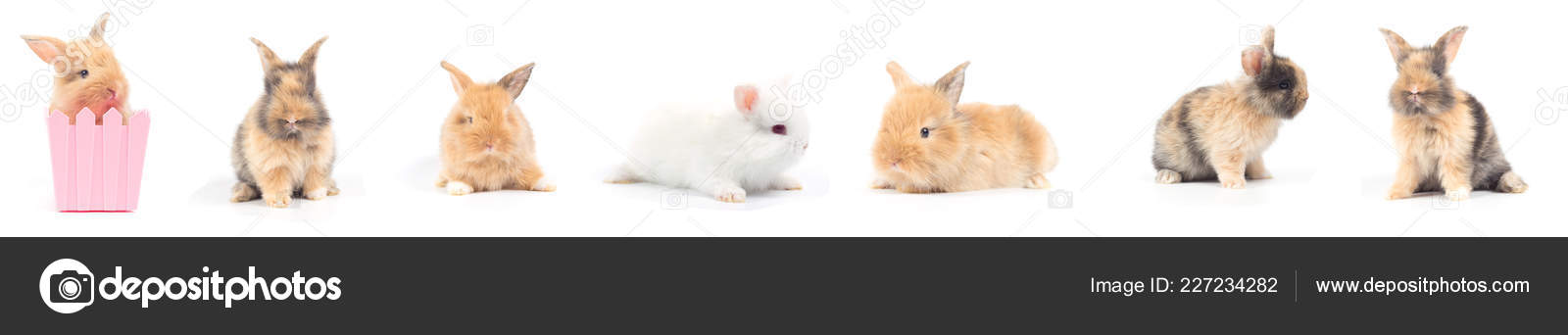 Cute Baby Rabbits White Background Stock Photo by ©lynn.ku56@gmail.com ...